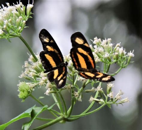 Subspecies Eresia Perna Perna · Inaturalist United Kingdom