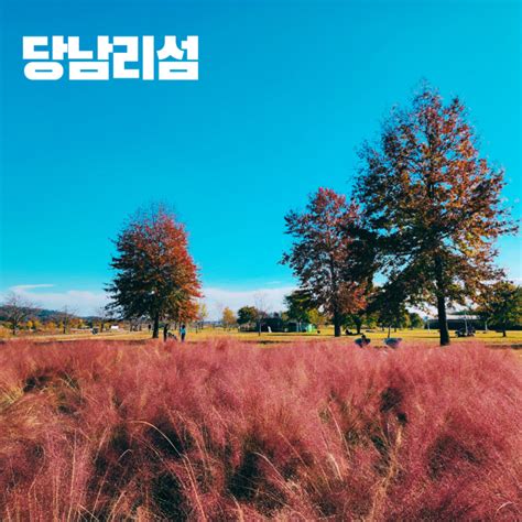 여주 당남리섬 핑크뮬리 서울 근교 여행 가볼만한 곳 주차 산책 네이버 블로그