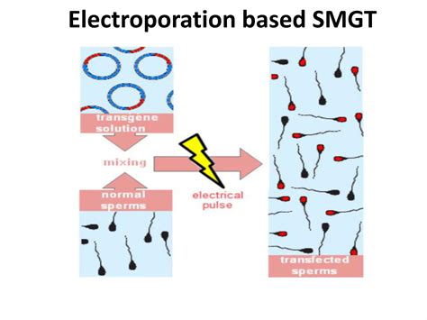 Sperm Mediated Gene Transfer PPTX Reproductive Health Diseases And Conditions