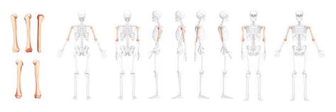 뼈의 조면 스톡 사진 및 일러스트 Istock