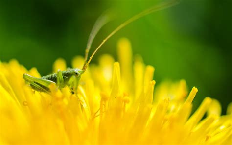 1920x1200 Widescreen Wallpaper Grasshopper Coolwallpapersme