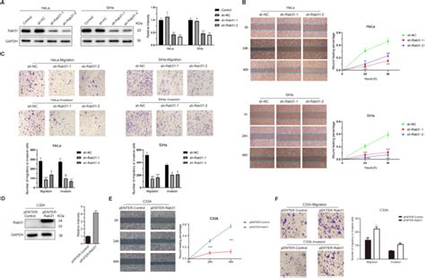 Rab31 Promotes The Migration And Invasion Of Cervical Cancer Cells A