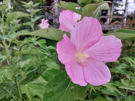 Native Culinary Herbs Nourishing People And Wildlife Homegrown