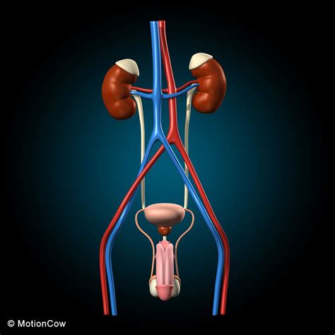 Sistema Reproductor Y Urinario Masculino Modelo 3d 129 Fbx Max Ma