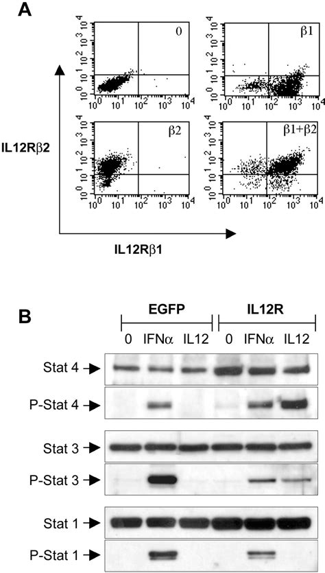 Interferon α But Not Interleukin 12 Activates Stat4 Signaling In Human
