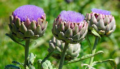 Cynara Cardunculus Guía Completa Sobre Características Hábitat Y Usos