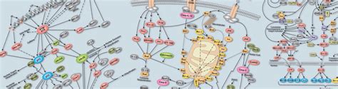 Pathways And Diagrams Cell Signaling Technology