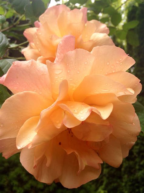 Sunrise Climbing Rose In My Garden Beautiful Flowers Climbing Roses