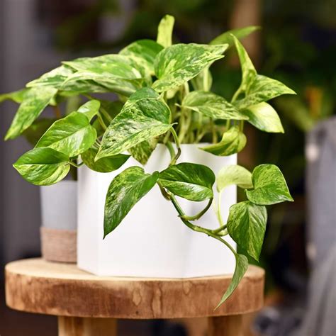 Top 7 Plants You Can Cultivate In Your Shower How To Care Of Your
