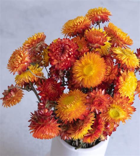 Straw Flower Helichrysum Orange Bouquet Dry Straw Helichrysum Flower