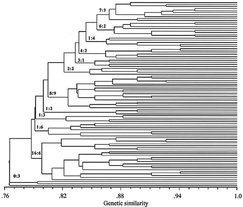 unweighted pair group method with arithmetic averages upgma cluster