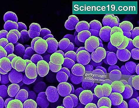Coccus Bakteri Çeşitleri 💫 Bilimsel Ve Popüler Multimedya Portalı 2025