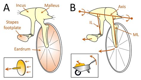 Auditory Ossicles Model