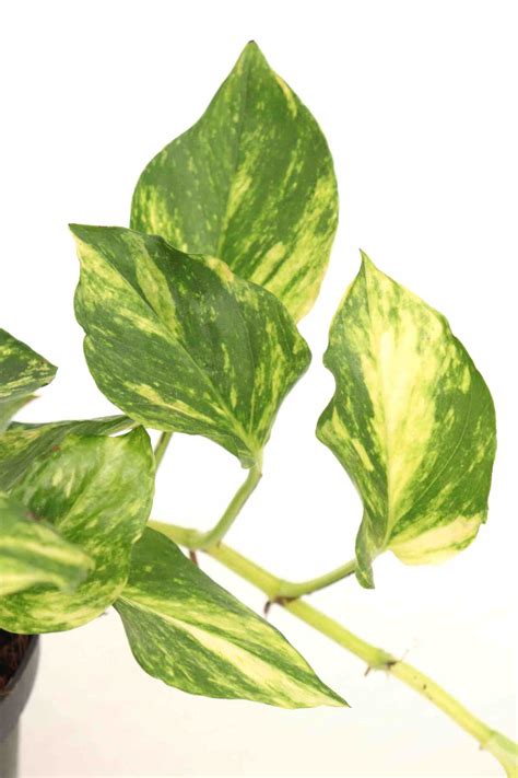 Scindapsus Pinnatum ‘njoy Gold Planthiza