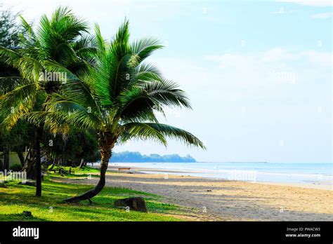 Coconut Tree On The Beach Stock Photo Alamy