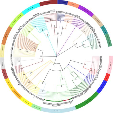 Phylogenetic Tree Constructed Using Its2 Sequences Of 23 Apiaceae Download Scientific Diagram