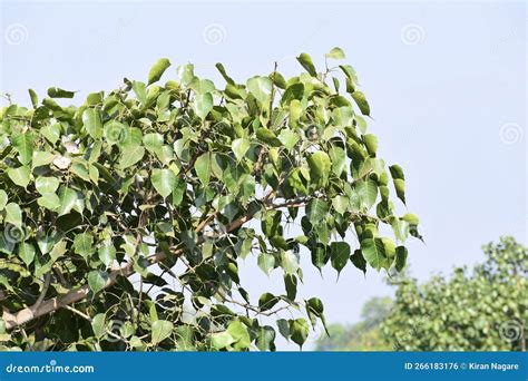 Sacred Fig Leaf Ficus Religiosa L Peepal Tree Bodhi Tree Bo Tree
