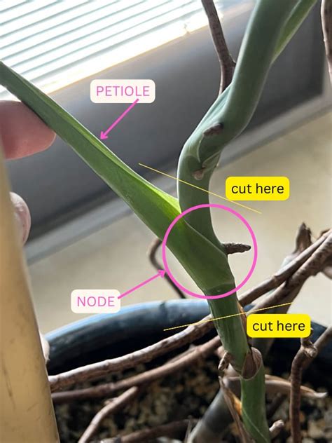 How To Grow Monstera From Node Step By Step Guide 2026