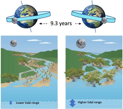 Conceptual Model Of The Influence Of The Nodal Cycle On Mangrove Canopy