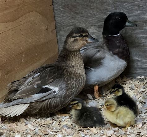 Grey Call Ducklings