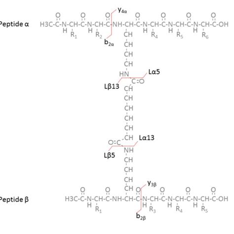 Fragmentation Patterns Of Cross Linked Peptides Peptides Cross Linked