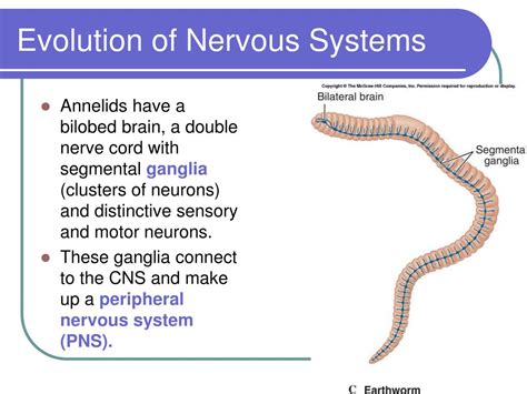 Ppt Nervous Coordination Powerpoint Presentation Free Download Id864566