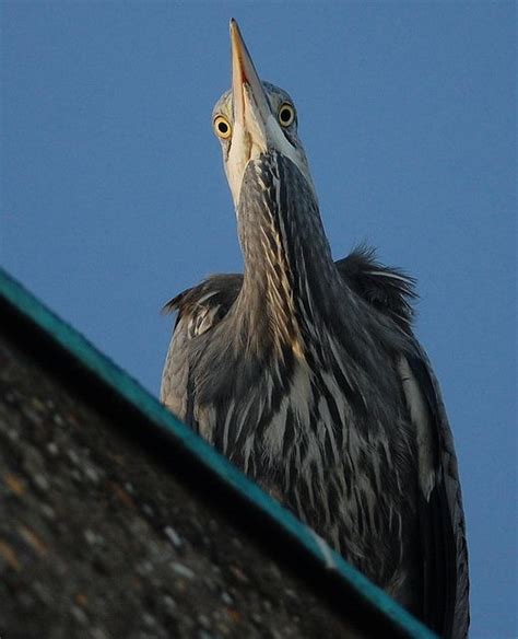 Blue Heron Gazing Directly At The Camera Great Blue Heron Eye Heron