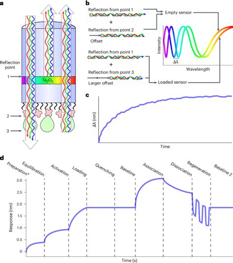 Biolayer Interferometry For Measuring The Kinetics Of Proteinprotein