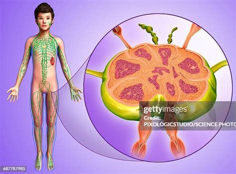 Lymph Node 3d Render High Res Illustrations Getty Images