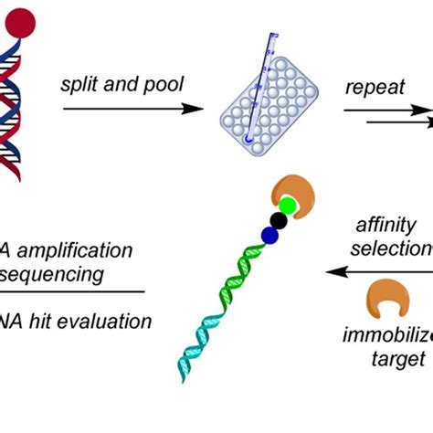 Schematic Representation Of Del Workflow Download Scientific Diagram