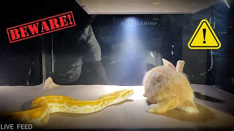 burmese python taking down then eating rabbit s warning live feed