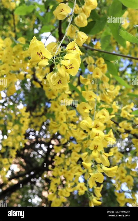 Golden Chain Tree Leaves