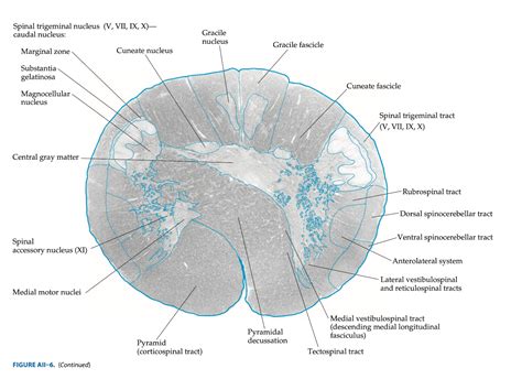 Myelin Stained Sections The Neurosurgical Atlas