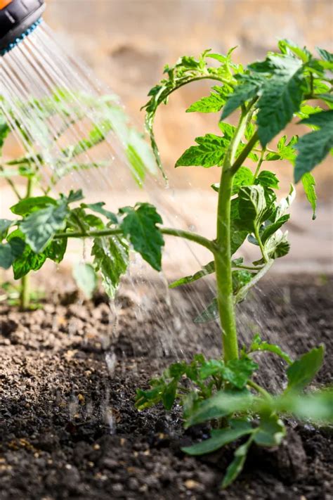 How To Keep Tomatoes From Splitting And Cracking As They Grow
