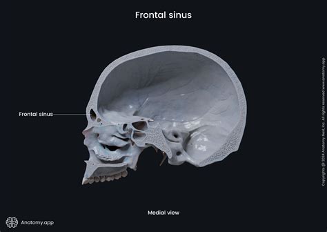 Frontal Sinus Anatomyapp