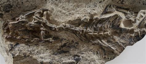 Oldest Lizard Fossil Shows These Reptiles Are The Ultimate Survivors