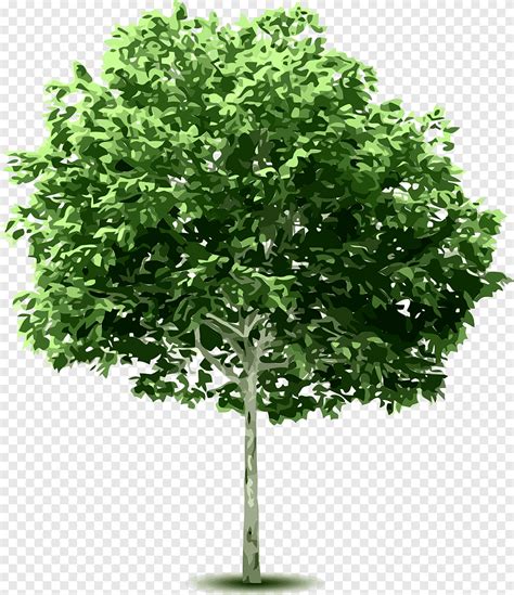 Tree Tree Leaf Branch Png PNGEgg
