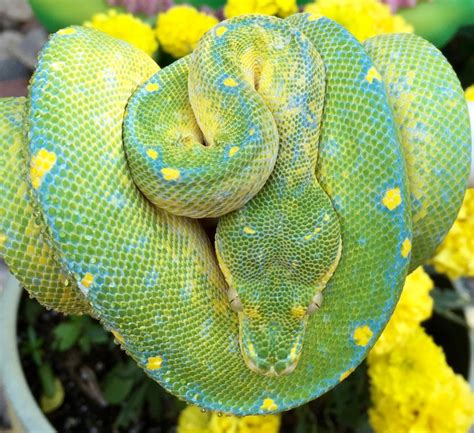 Green Tree Python Collection