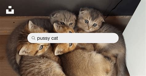 Pussy Cat Pictures Download Free Images On Unsplash