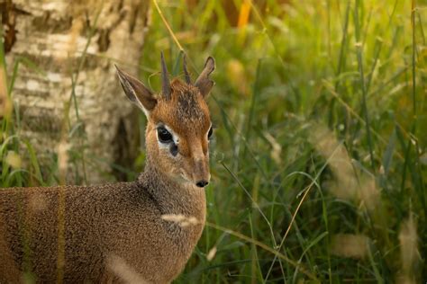 Kirks Dik Dik Afrikas Mindste Antilope I Ree Park Safari