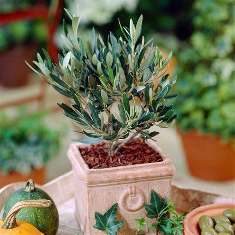 Yougarden Mini Olive Tree Pot 13cm Wilko