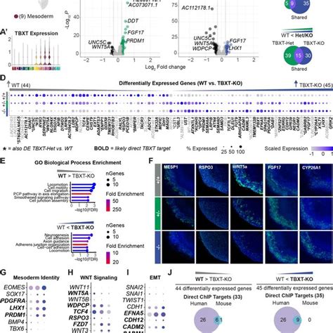 Tbxt Dose Influences Downstream Gene Expression In A Dose Dependent