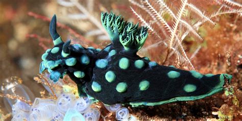 Nudibranchia Definition