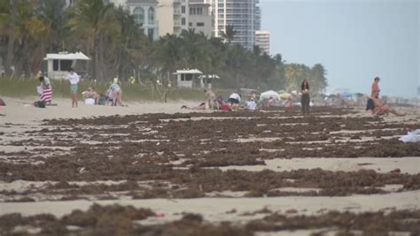 Video Massive Seaweed Invasion Arrives At Florida Beaches Could Be