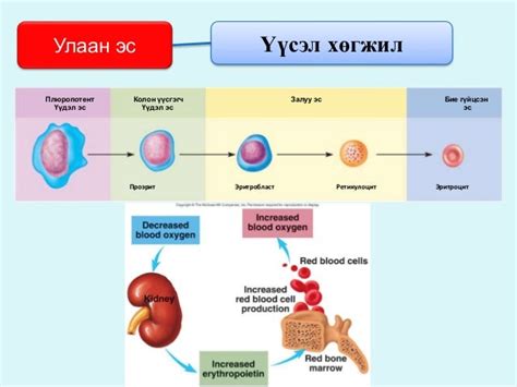 цусны физиологи