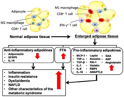 IJMS Free Full Text Obesity And Its Metabolic Complications The
