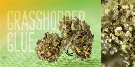 Shop 30 Strains Of Quality Sun Grown Cannabis ┃ Grasshopper Farms Shop 30 Strains Of Quality Sun Grown Cannabis ┃ Grasshopper Farms