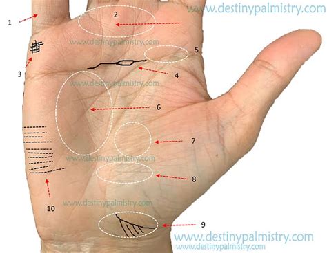 Health From The Palm Of Your Hand Destiny Palmistry