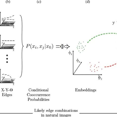 Columnar Organization Of Visual Cortex A A Group Of Cells Selective