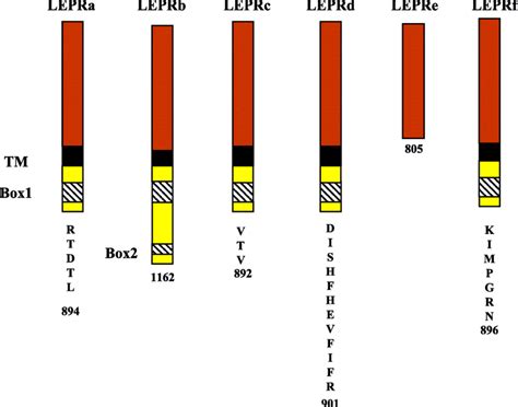 10 Domain Structure Of Alternatively Spliced Lepr Isoforms Download